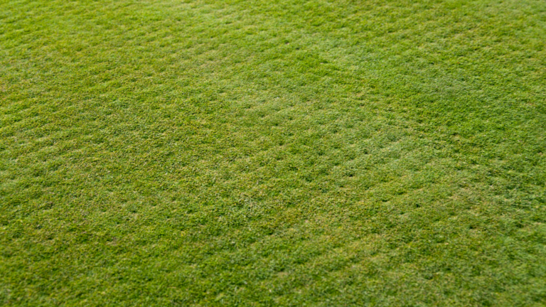 Preparing Your Lawn for Aeration and Overseeding - Nexgreen