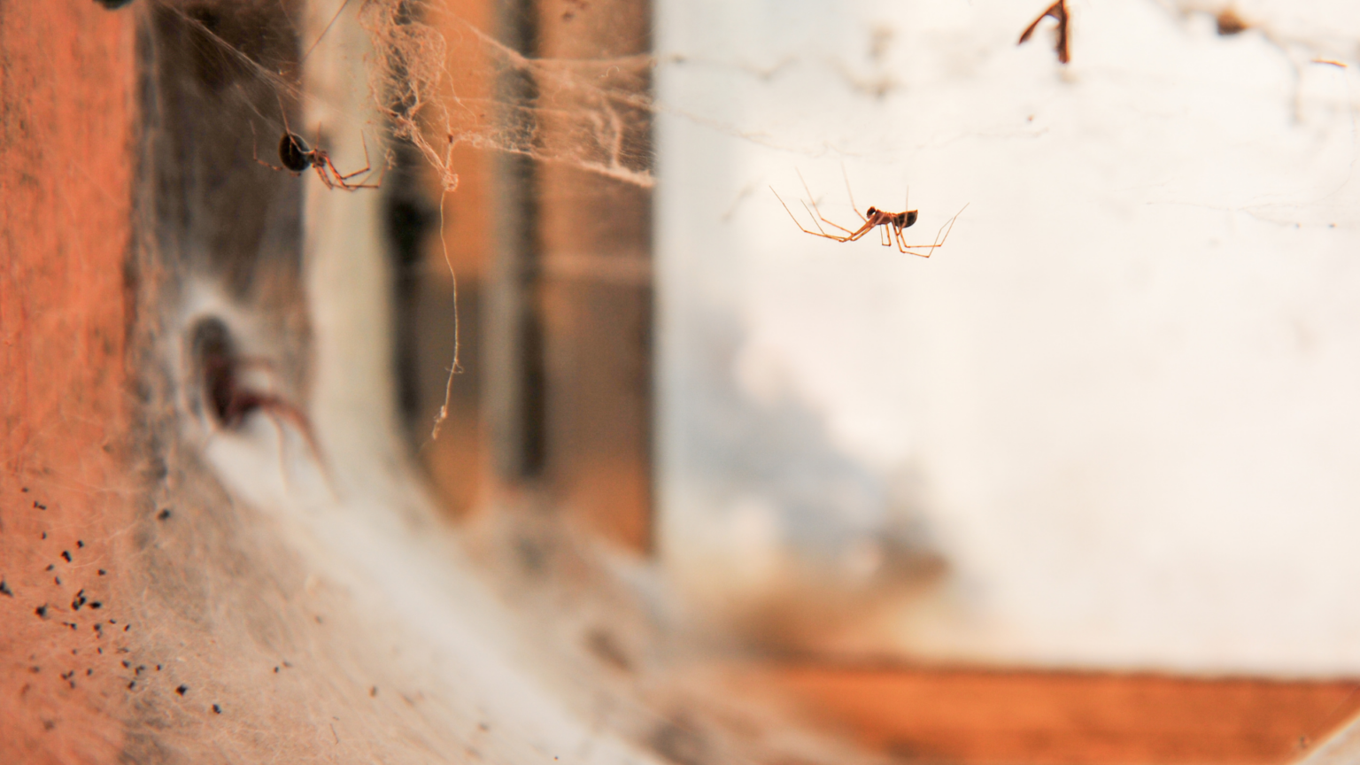 Effective Spider Control Strategies for Homes - Nexgreen