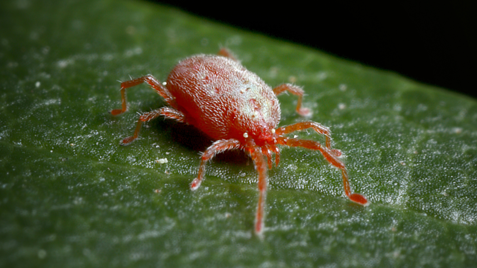 Managing Winter Mites on Trees and Shrubs - Nexgreen
