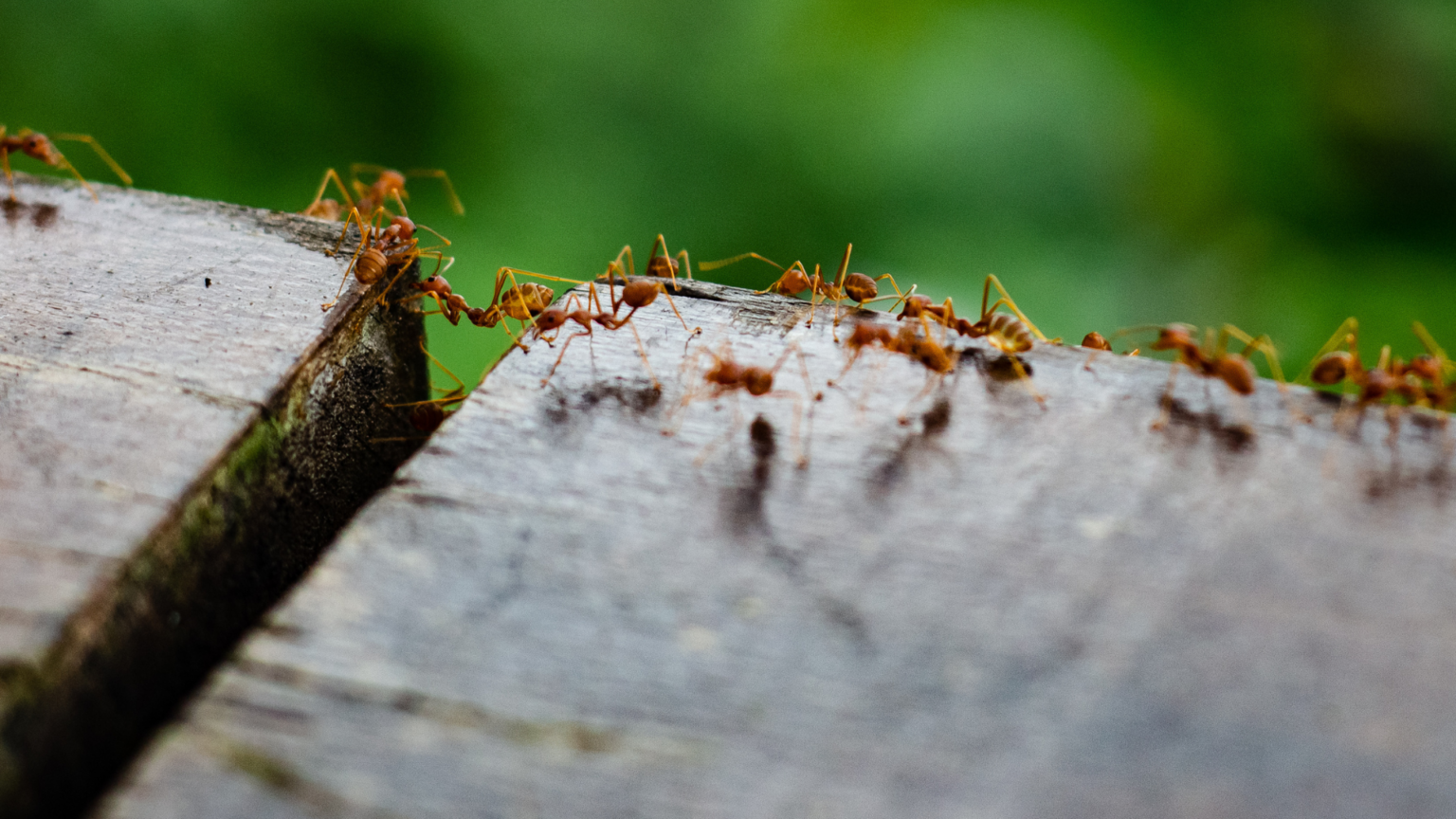 Pest Control in Sterling Heights, MI | Extermination Services