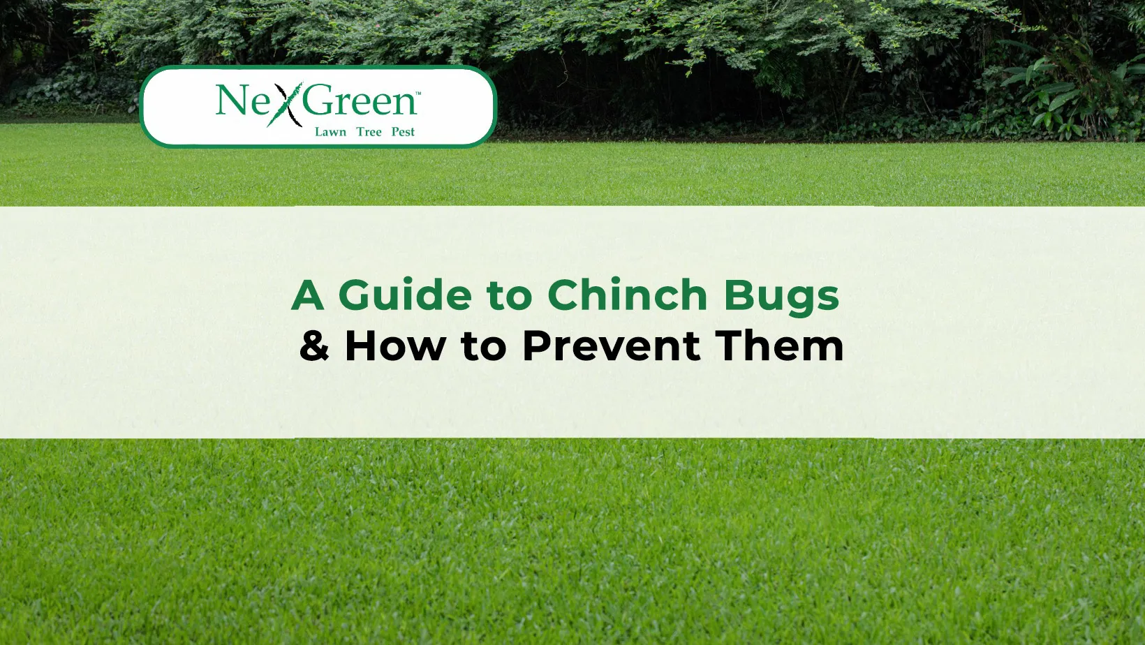 A Guide to Chinch Bugs & How to Prevent Them - Nexgreen