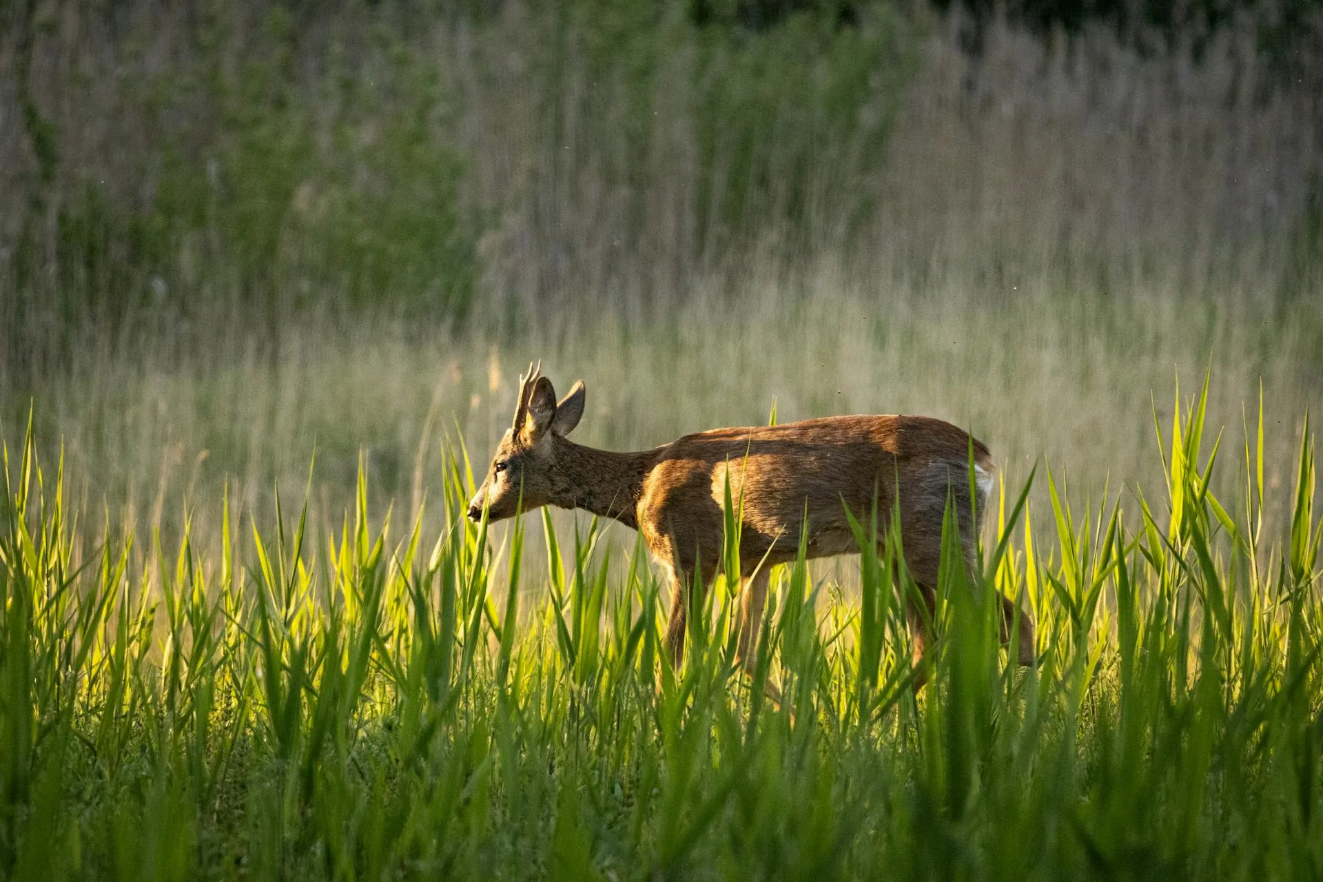 7 Practical Tricks to Deter Deer From Your Property - Nexgreen
